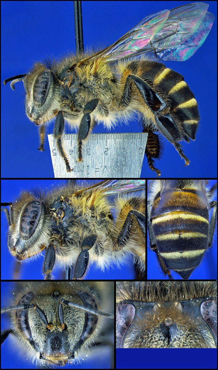Apis cerana | Exotic Bee ID