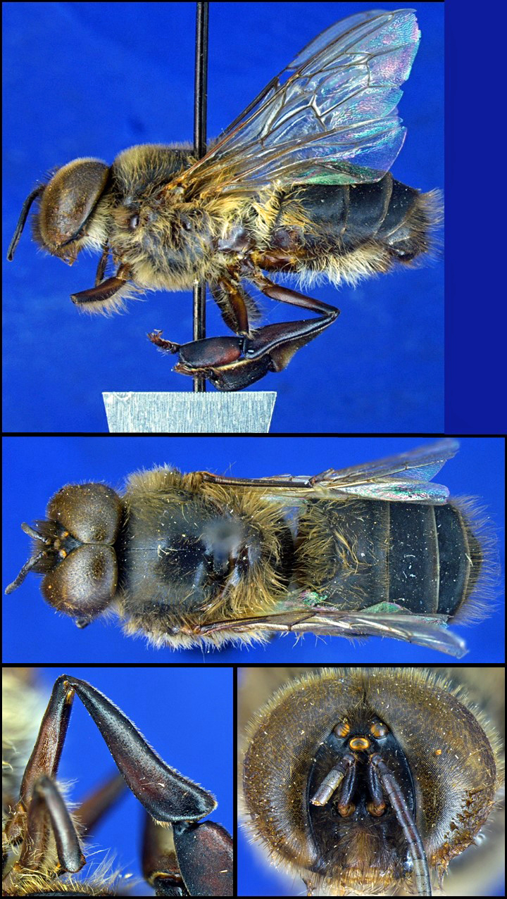 Apis cerana | Exotic Bee ID