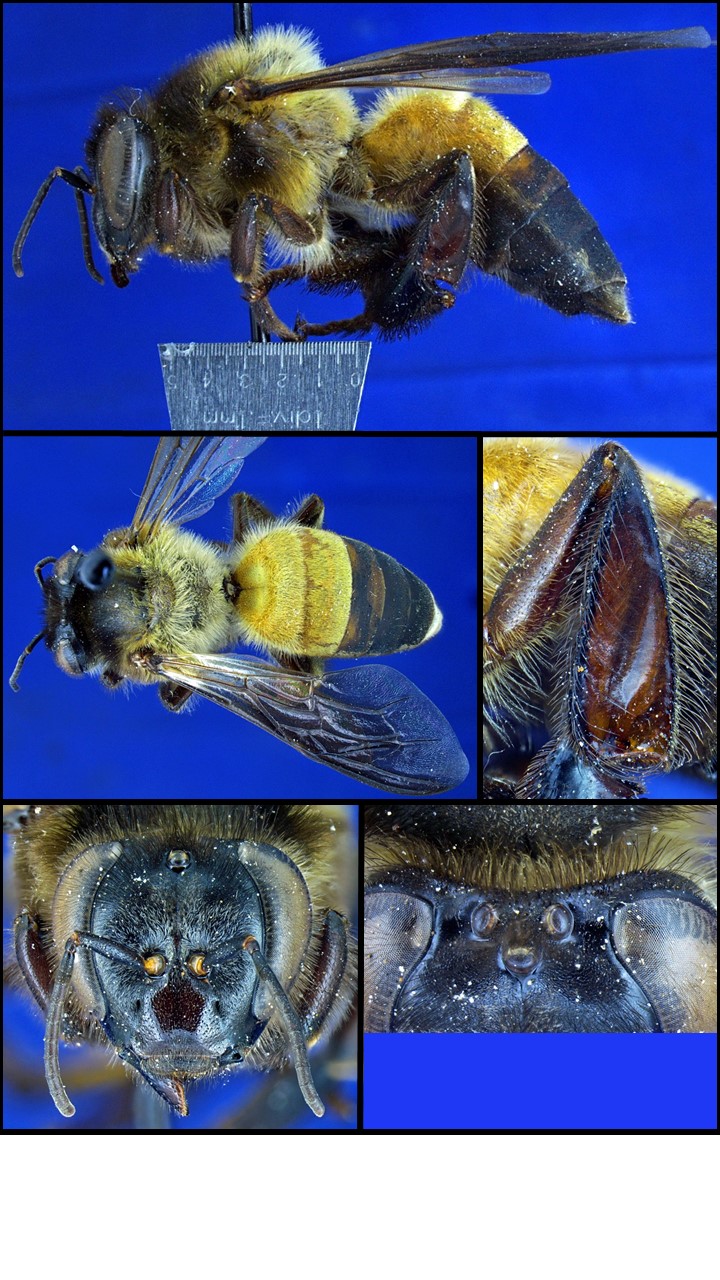 Apis dorsata | Exotic Bee ID