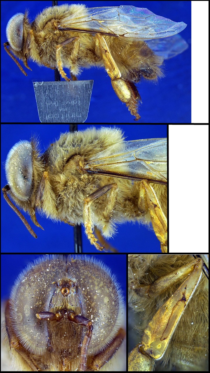 Apis dorsata | Exotic Bee ID