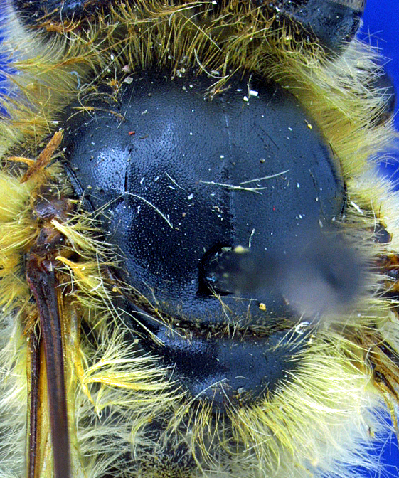 Apis laboriosa | Exotic Bee ID