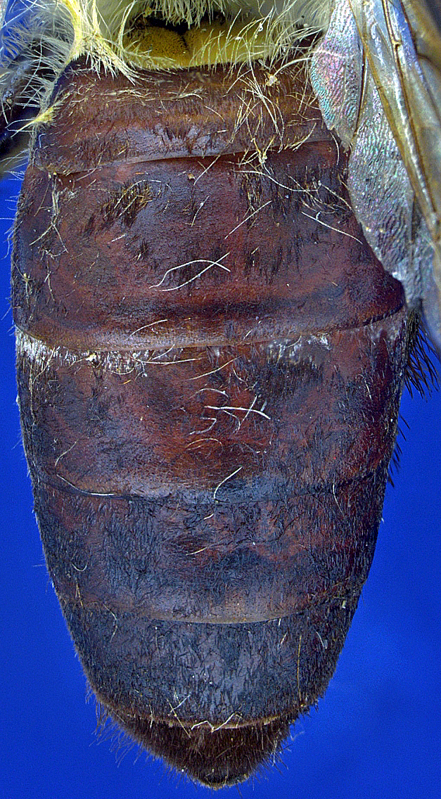 Apis laboriosa | Exotic Bee ID