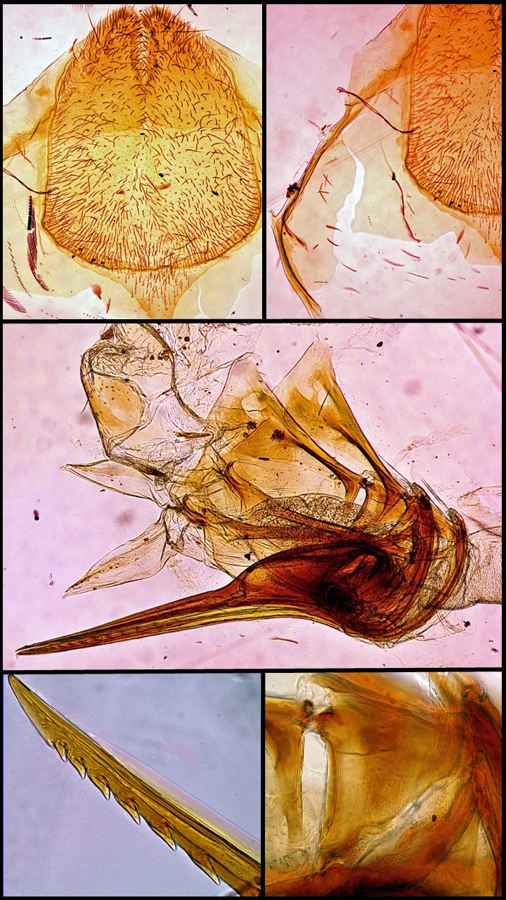 Apis laboriosa | Exotic Bee ID