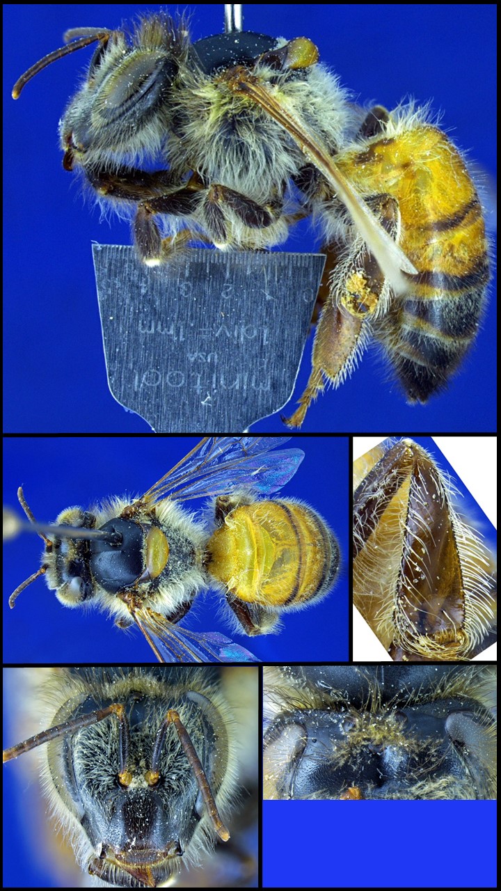 Apis mellifera | Exotic Bee ID
