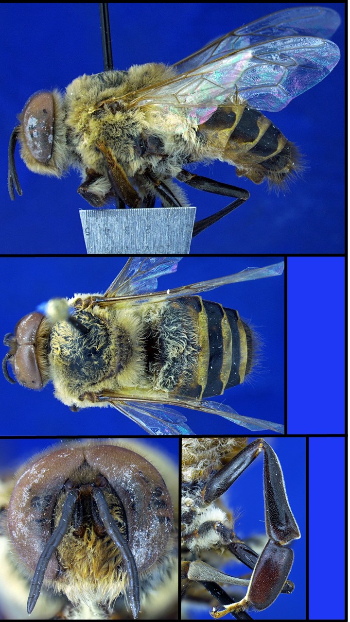Apis mellifera | Exotic Bee ID