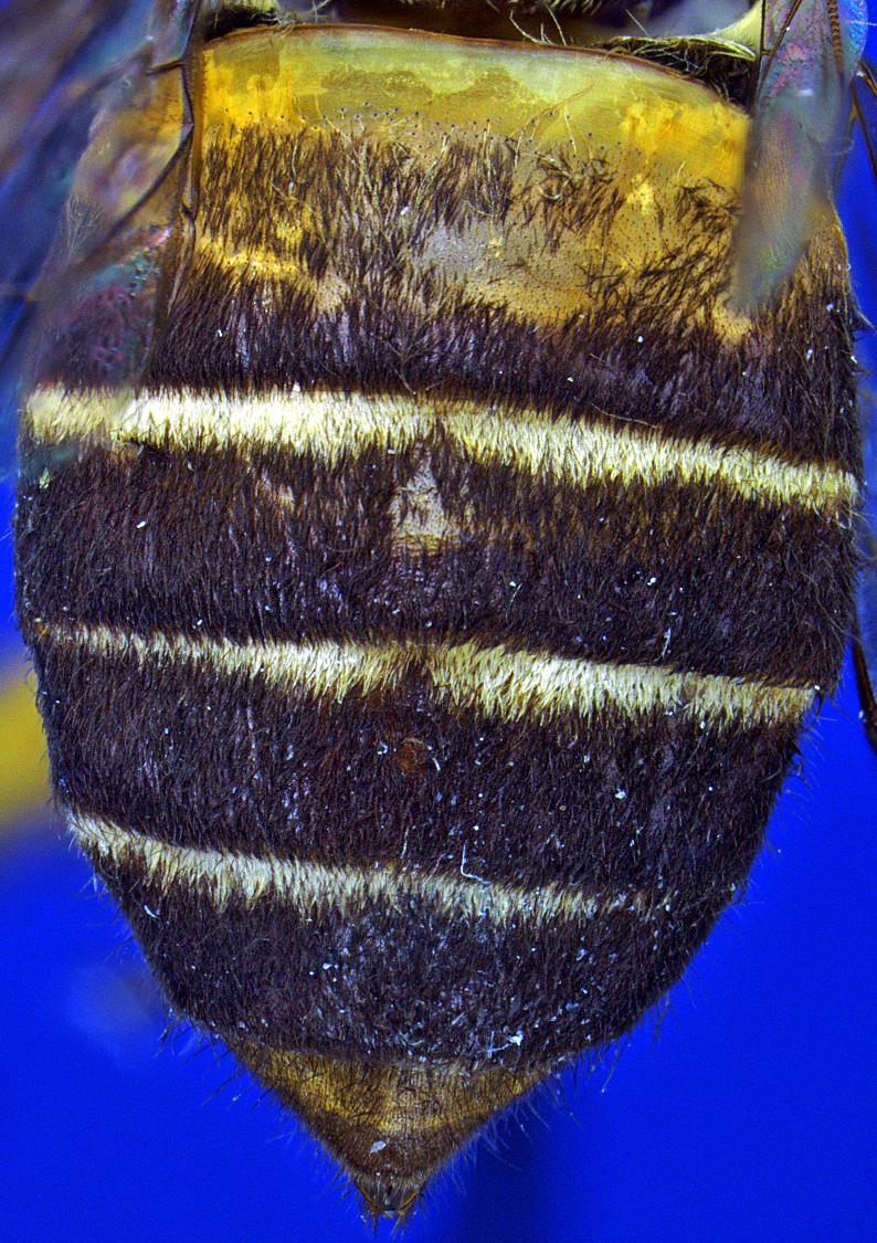 Apis nuluensis | Exotic Bee ID