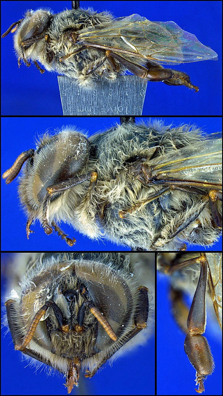 Apis andreniformis | Exotic Bee ID