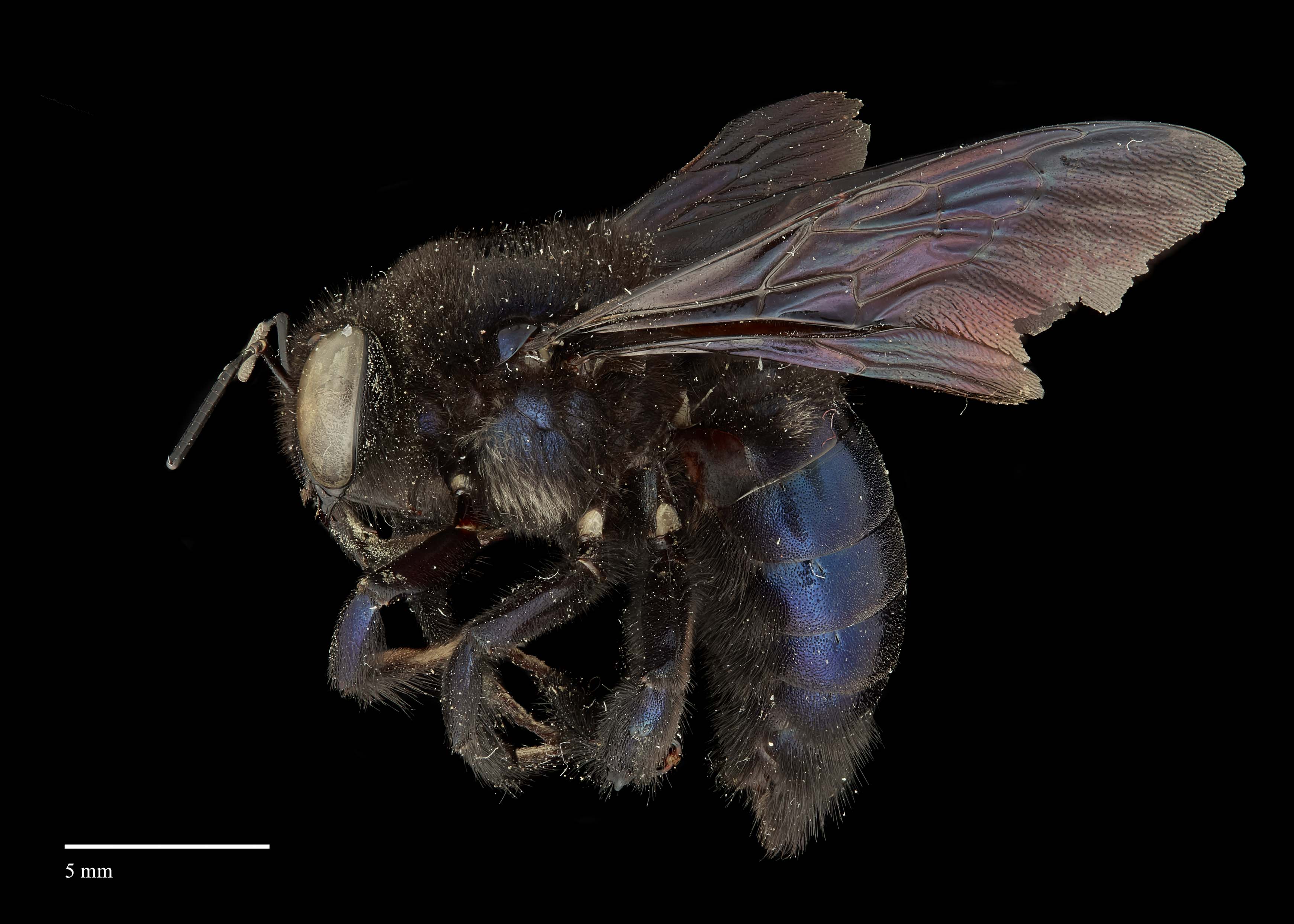 Xylocopoides | Exotic Bee ID