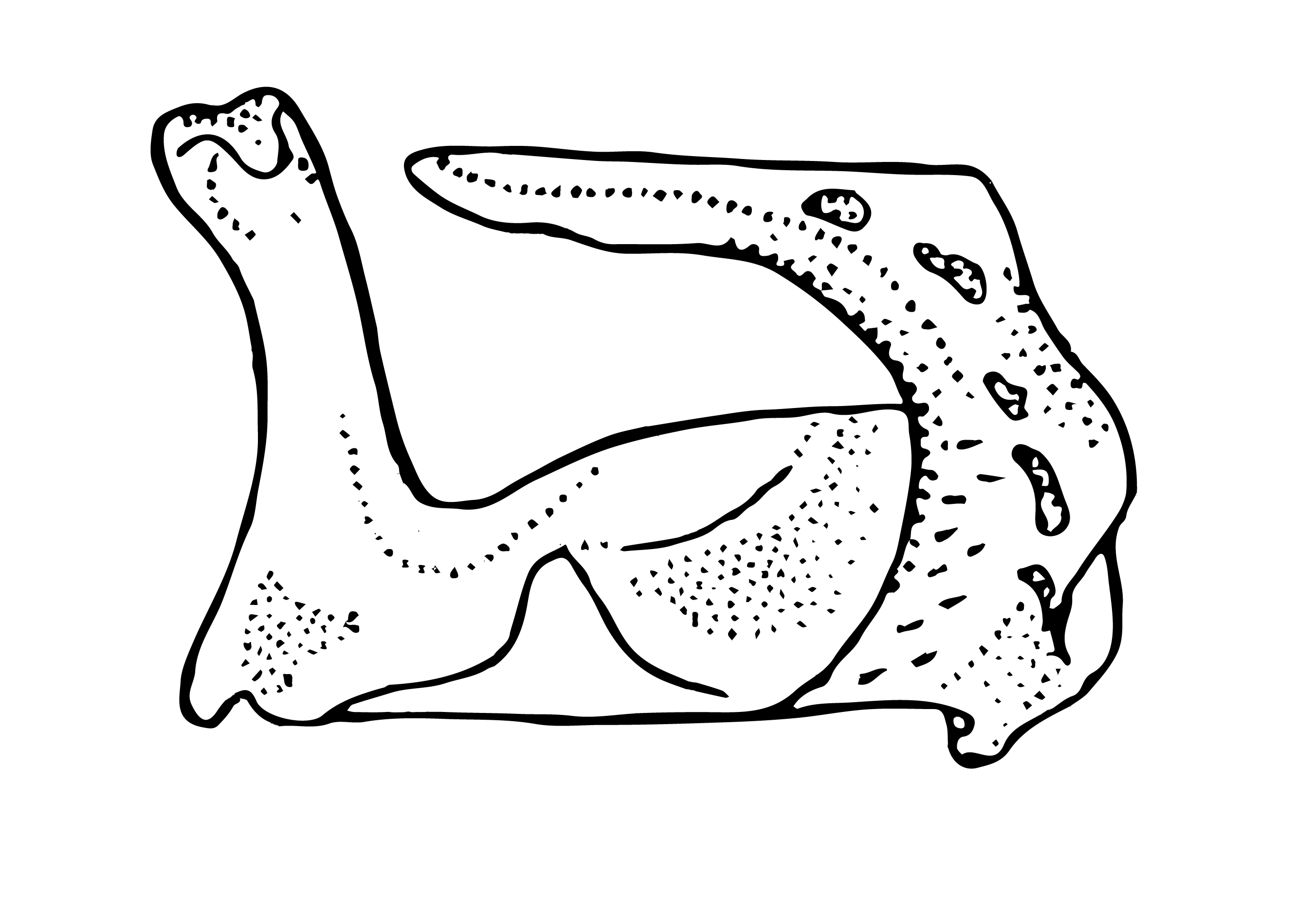 Osmia opima | Exotic Bee ID