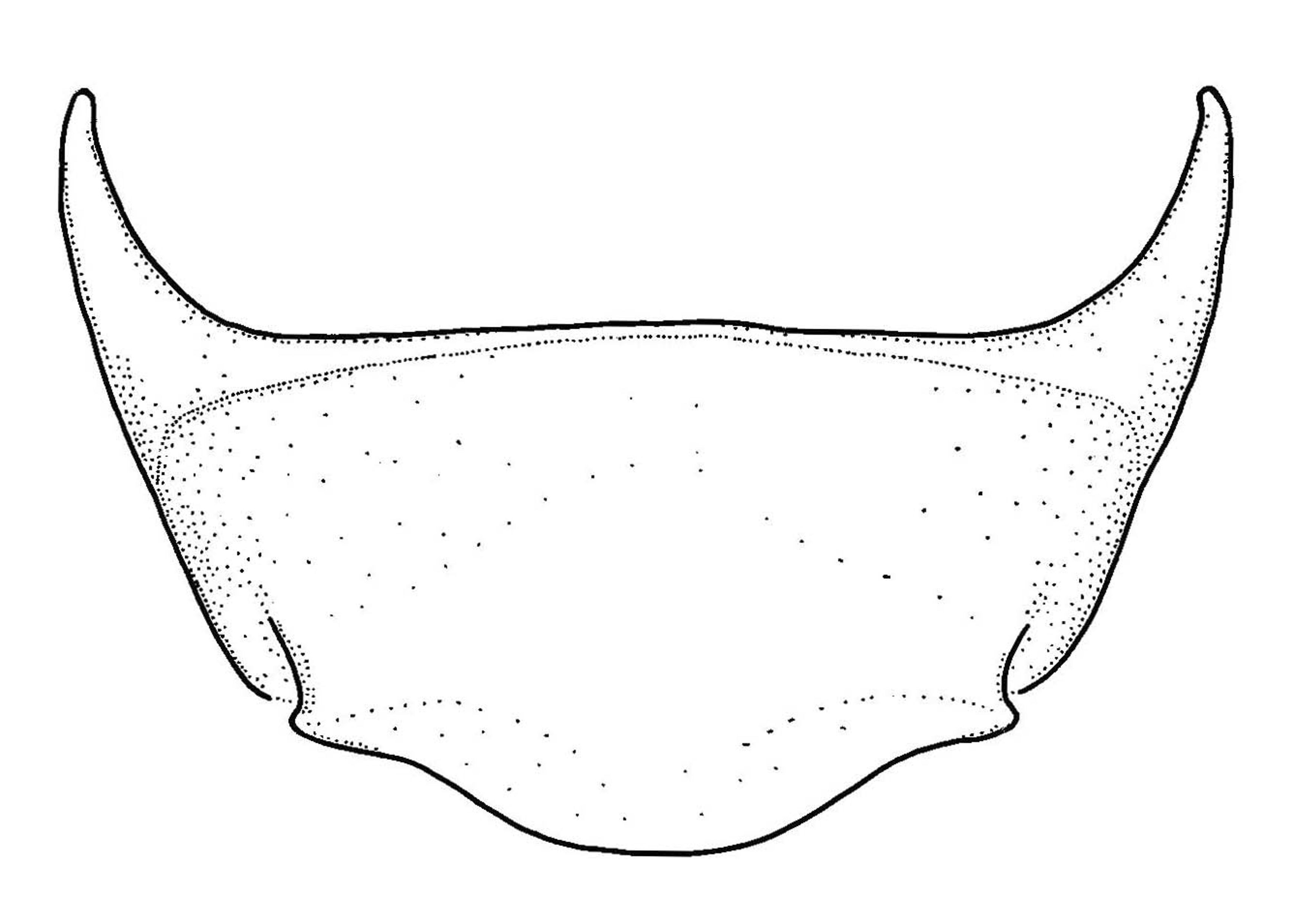 Anthidium maculosum | Exotic Bee ID