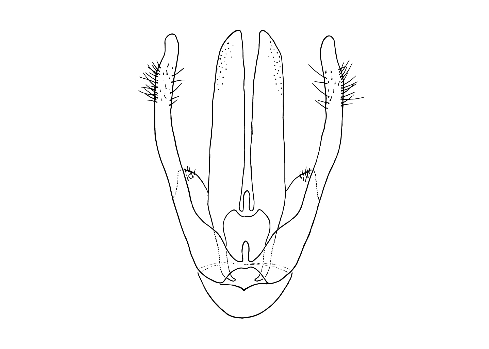 Osmia excavata | Exotic Bee ID
