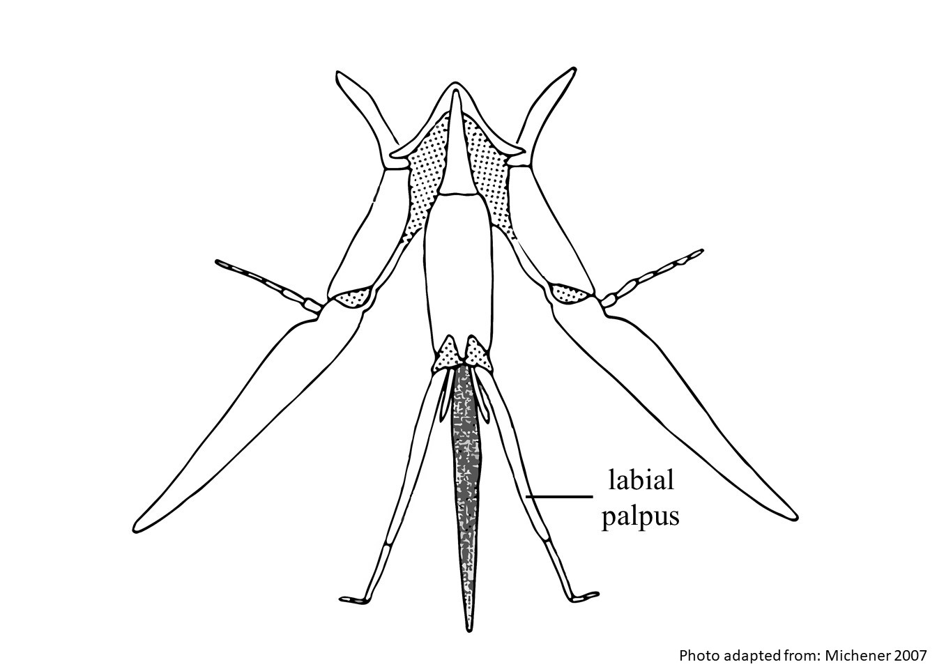 Haetosmia | Exotic Bee ID