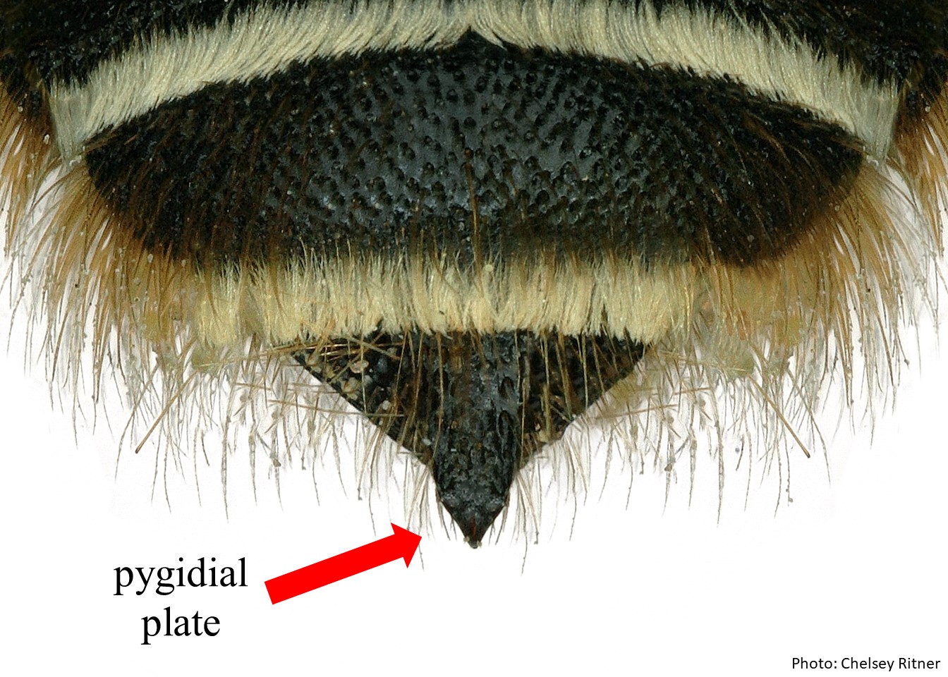 About the bee keys | Exotic Bee ID