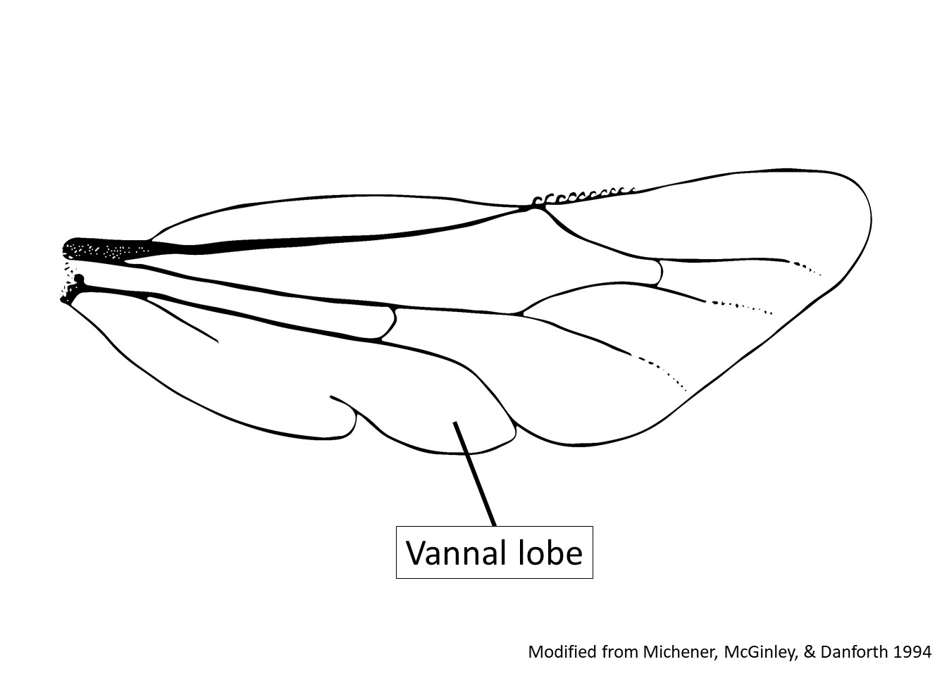 About the bee keys | Exotic Bee ID