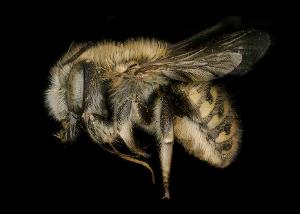 Anthidium species - Lucid Web Player