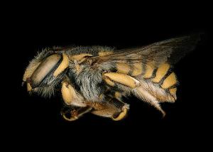 Anthidium species - Lucid Web Player