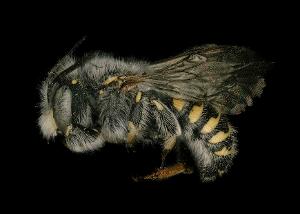 Anthidium species - Lucid Web Player