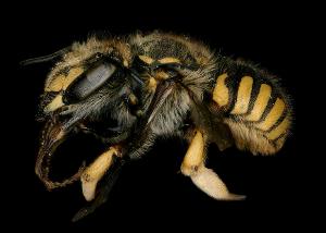 Anthidium species - Lucid Web Player