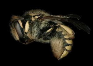 Anthidium species - Lucid Web Player