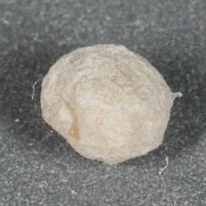 Cryptachaea porteri | Table Grape Spider ID