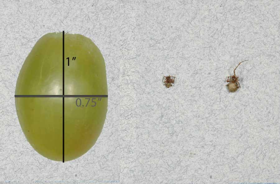 Cryptachaea porteri | Table Grape Spider ID