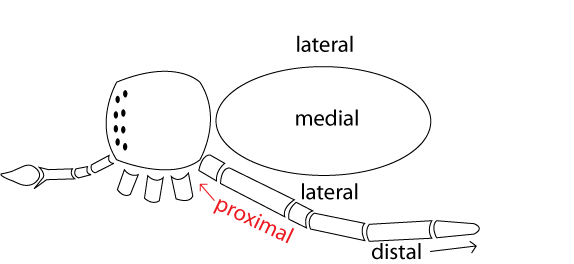 Glossary | Table Grape Spider ID