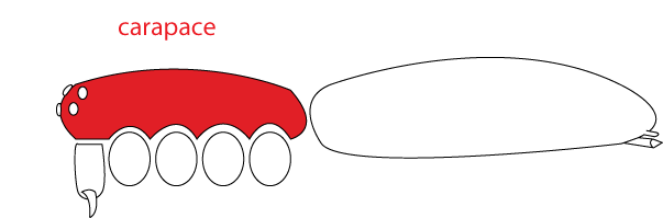 Glossary | Table Grape Spider ID