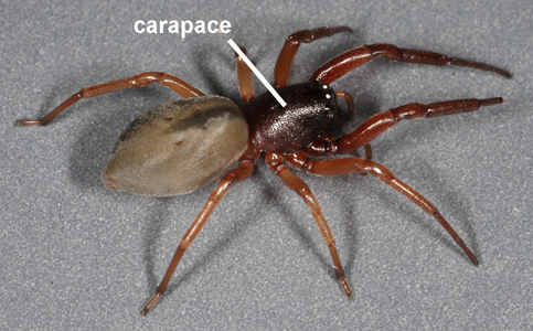 Glossary | Table Grape Spider ID