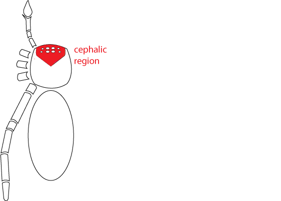 Glossary | Table Grape Spider ID