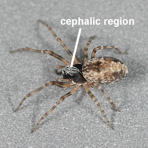 Glossary | Table Grape Spider ID