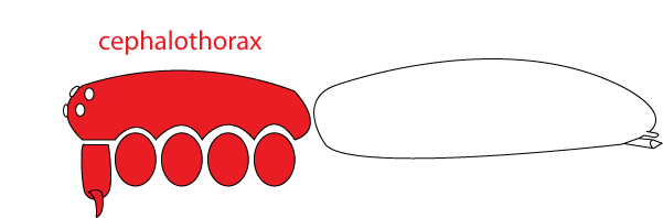 Glossary | Table Grape Spider ID