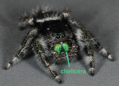 Glossary | Table Grape Spider ID