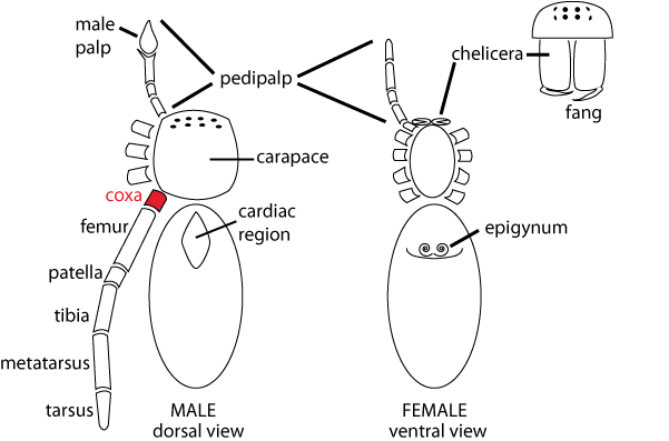 Glossary | Table Grape Spider ID