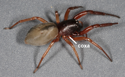 Glossary | Table Grape Spider ID