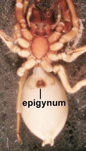 Glossary | Table Grape Spider ID