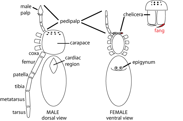 Glossary | Table Grape Spider ID