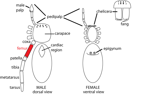 Glossary | Table Grape Spider ID