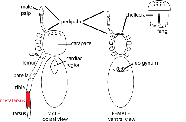 Glossary | Table Grape Spider ID