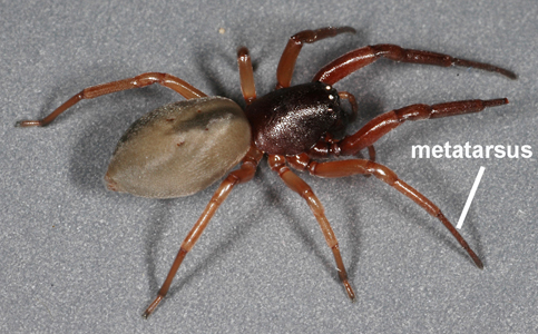 Glossary | Table Grape Spider ID