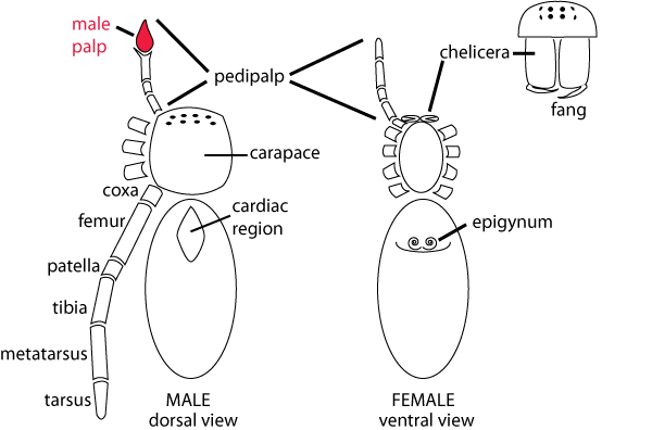 Glossary | Table Grape Spider ID