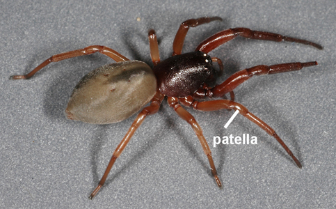 Glossary | Table Grape Spider ID