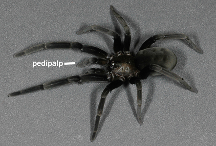 Glossary | Table Grape Spider ID