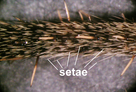 Glossary | Table Grape Spider ID