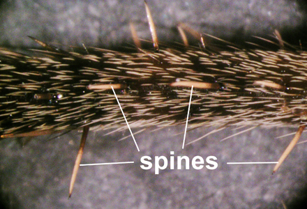 Glossary | Table Grape Spider ID