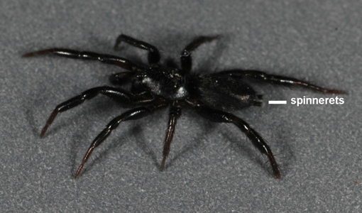 Glossary | Table Grape Spider ID