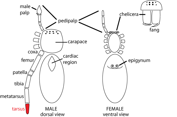 Glossary | Table Grape Spider ID