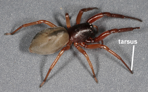 Glossary | Table Grape Spider ID