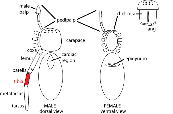 Glossary | Table Grape Spider ID