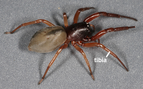 Glossary | Table Grape Spider ID