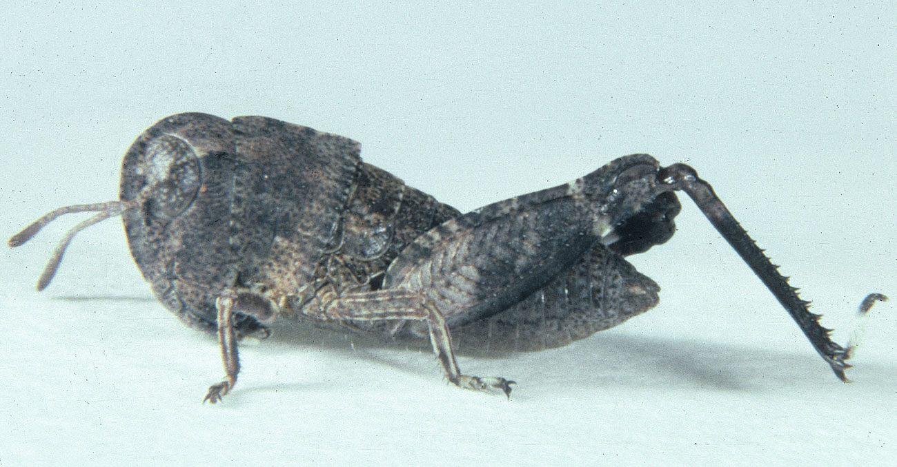 Arphia conspersa | Grasshoppers of the Western U.S.